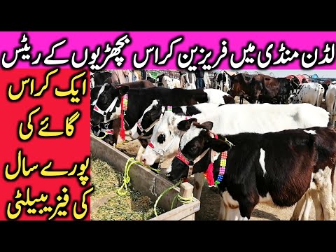 Friesian Cross Bachrian In Luden Janwar Mandi Complete Feasibility Of Cow || Global Village Farming
