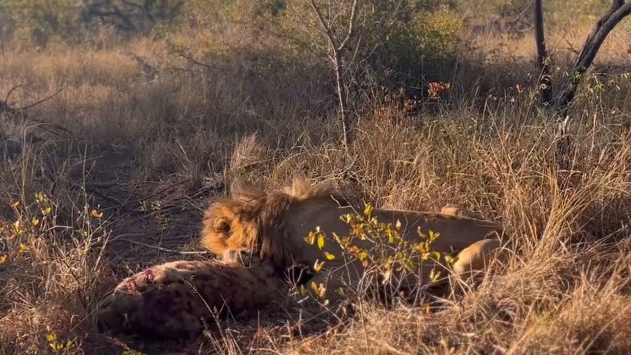 Mapoza Male Lion Killed a Hyena this morning | 17 May 2024 - YouTube