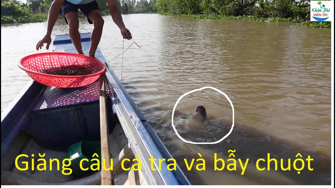921 | Giăng câu cá tra và bẫy chuột | Fishing - YouTube
