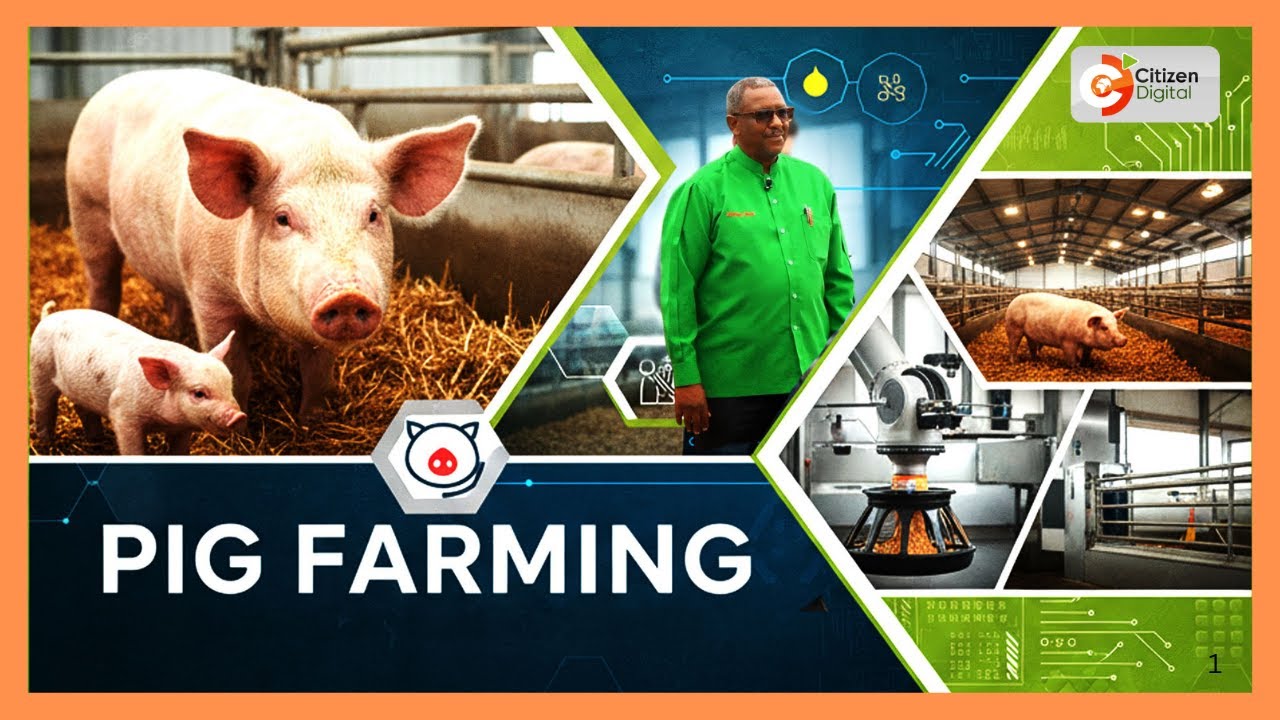 Kenya's gold feature | Pig farming in Kenya - YouTube