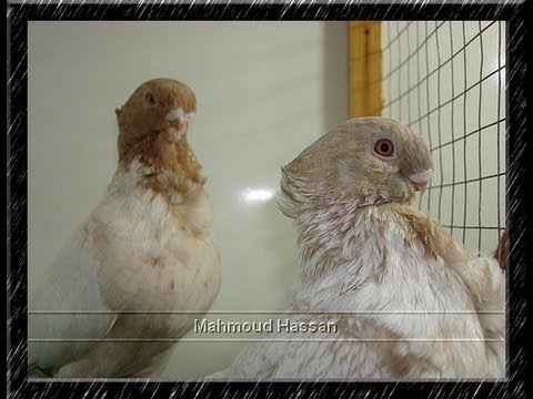Rare Pigeon Colors - YouTube