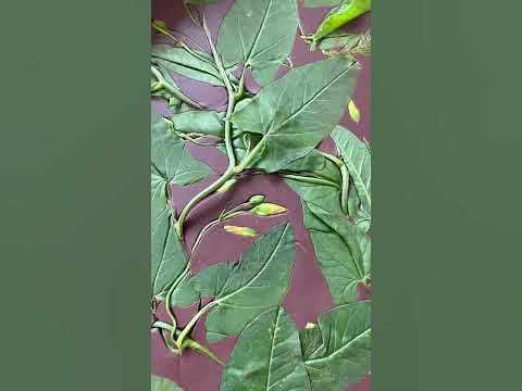 Глина для ботанического барельефа. шоколадного цвета # ...