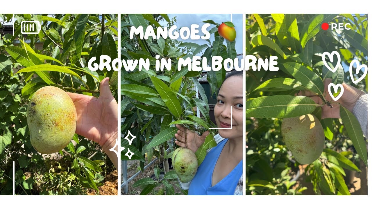 Mango tree 3 metres in a Melbourne backyard #mango - YouTube