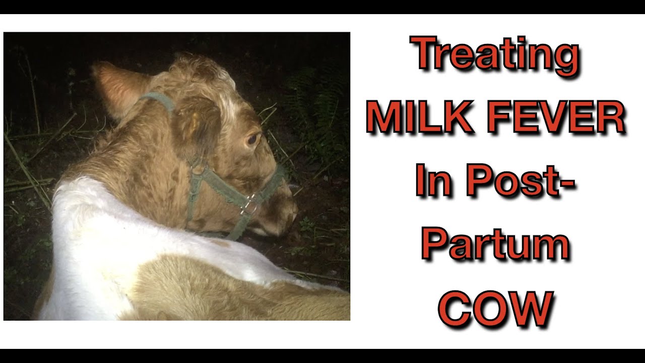 Treating Milk Fever in Dairy Cow at HOME! - YouTube