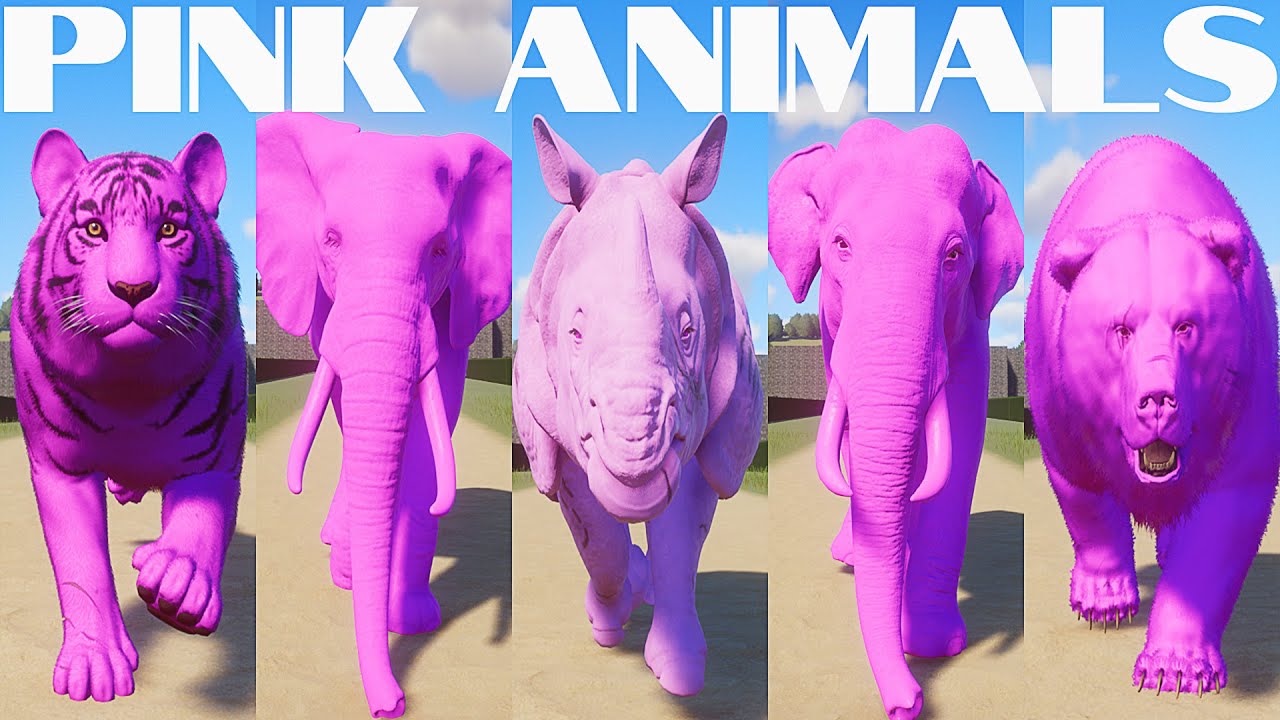 Pink Animals Speed Races in Planet Zoo | Animals Racing - YouTube