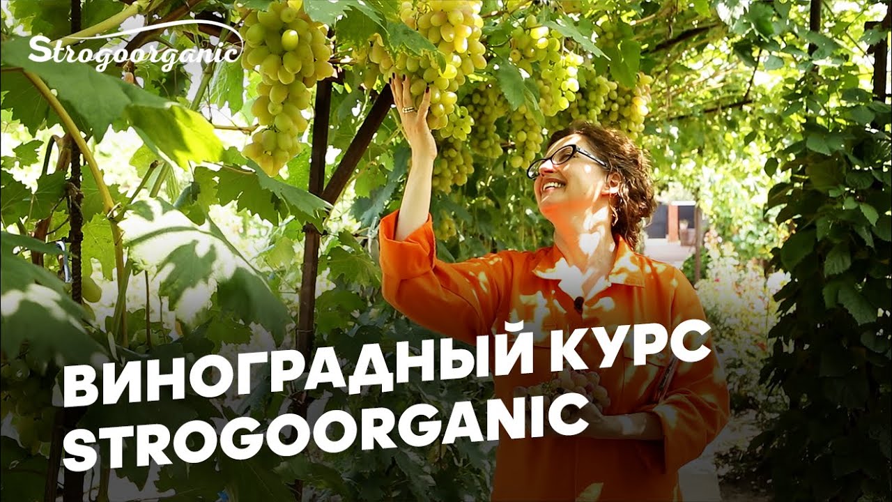 Как вырастить виноград везде? / Виноградный курс от Strogoorganic. - YouTube