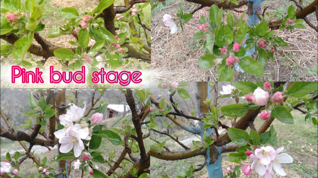 पिंक बड (Pink bud stage of apple spray) #viralvideo #floweringapple # ...