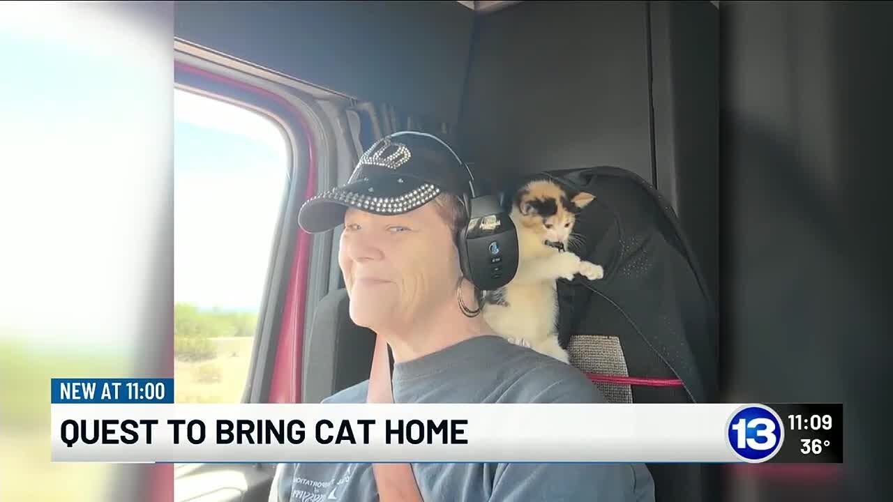 Quest to bring cat home - YouTube
