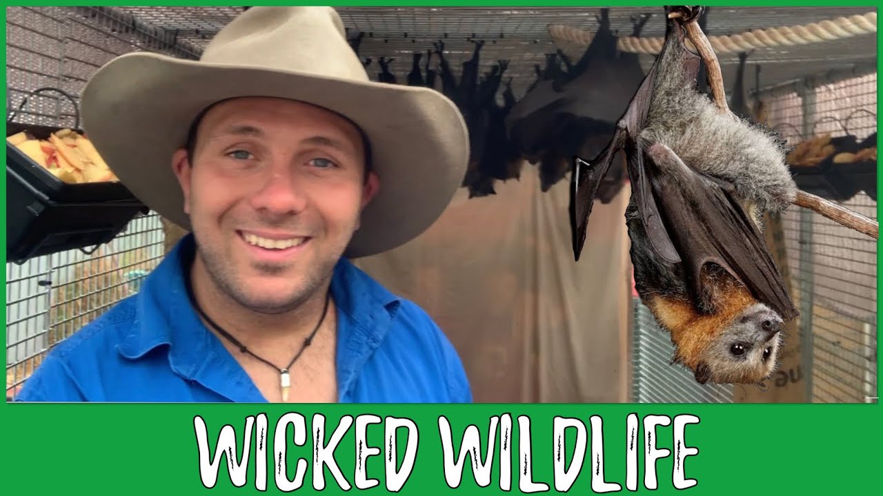 Grey Headed Flying Fox - YouTube