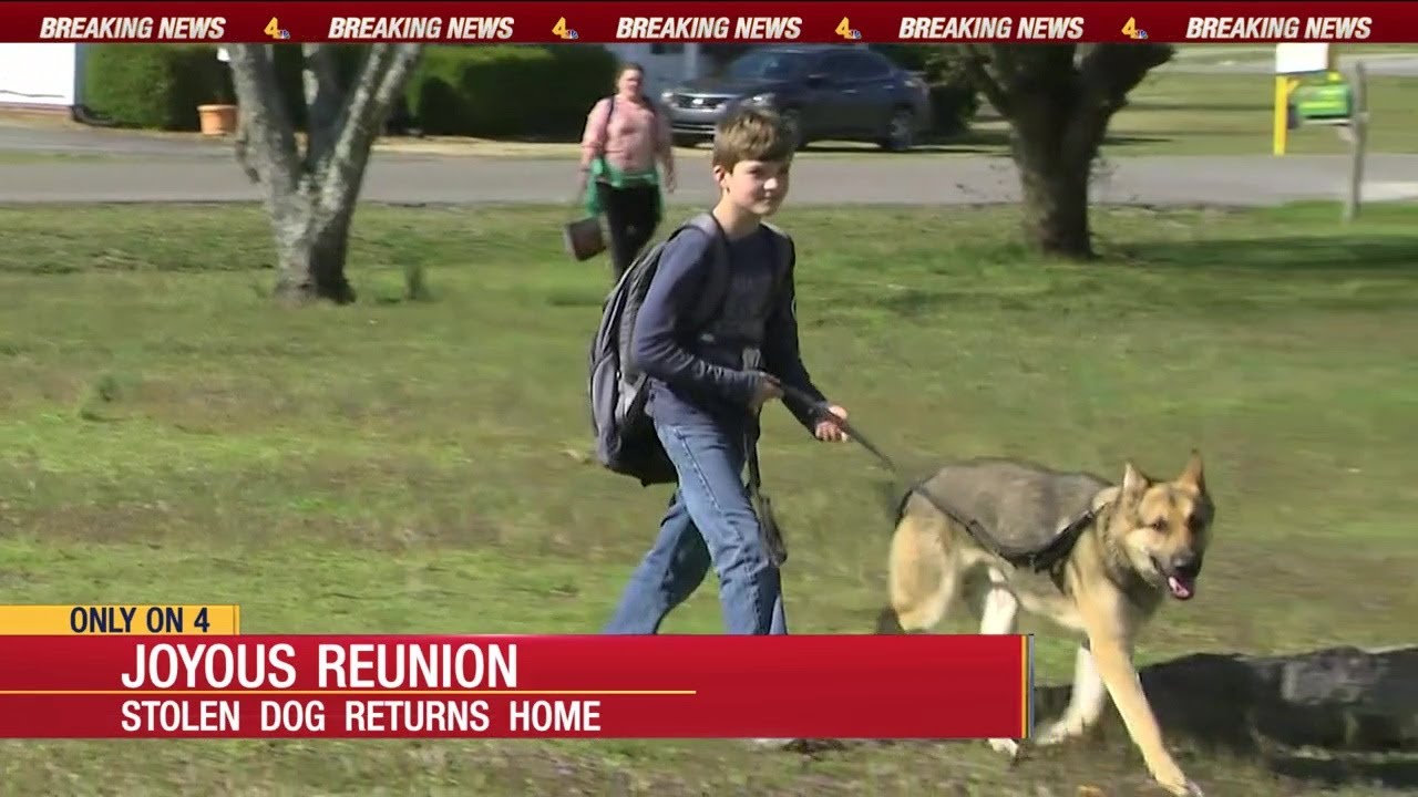 Joyous reunion as stolen dog returns home - YouTube