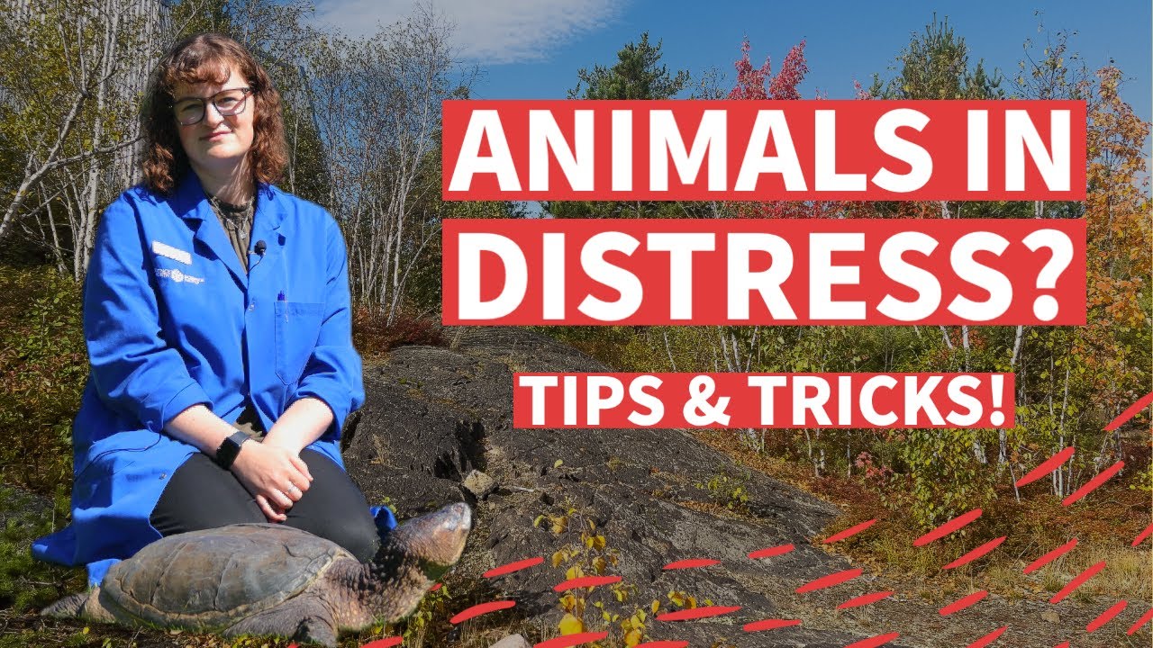 Animals in Distress? Tips and Tricks! - YouTube