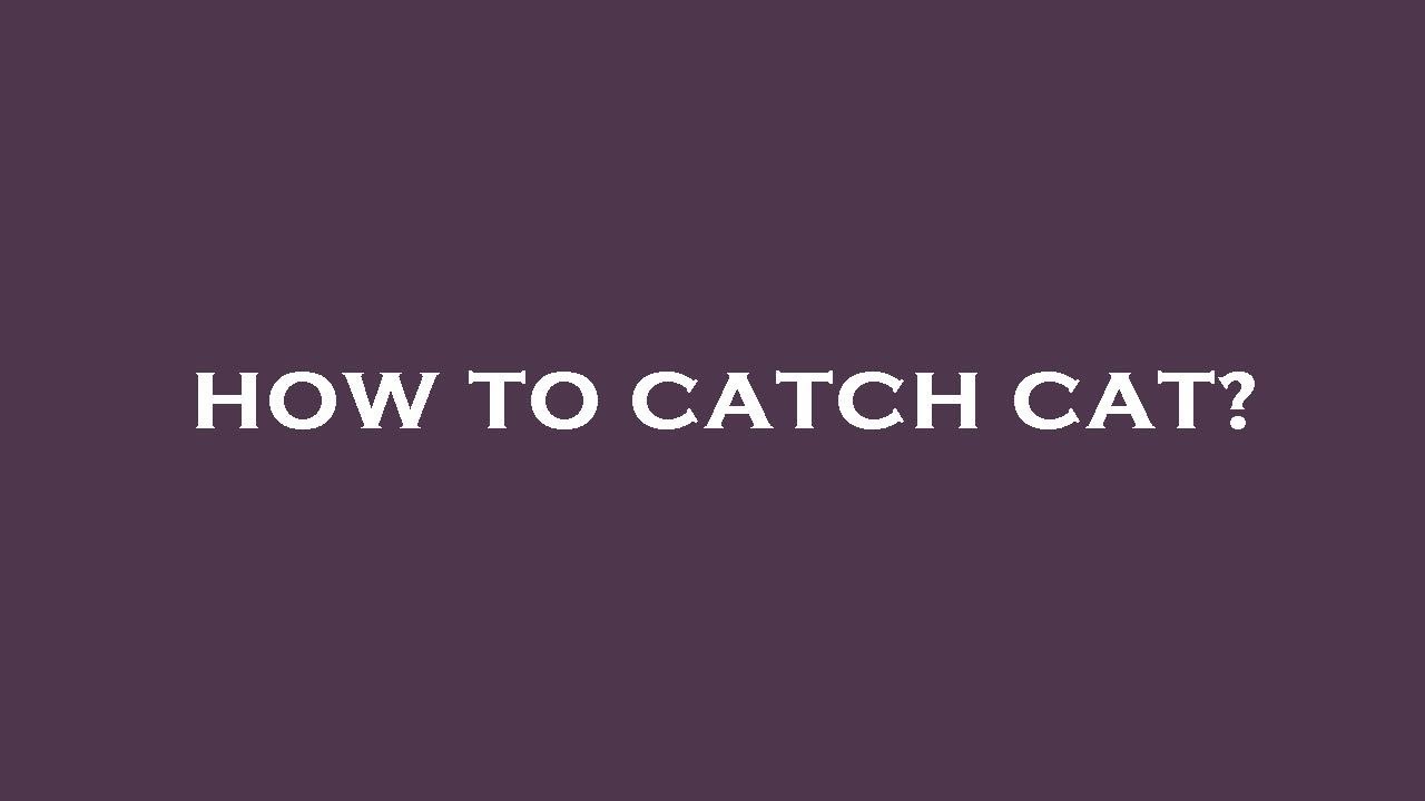 How to catch cat? - YouTube