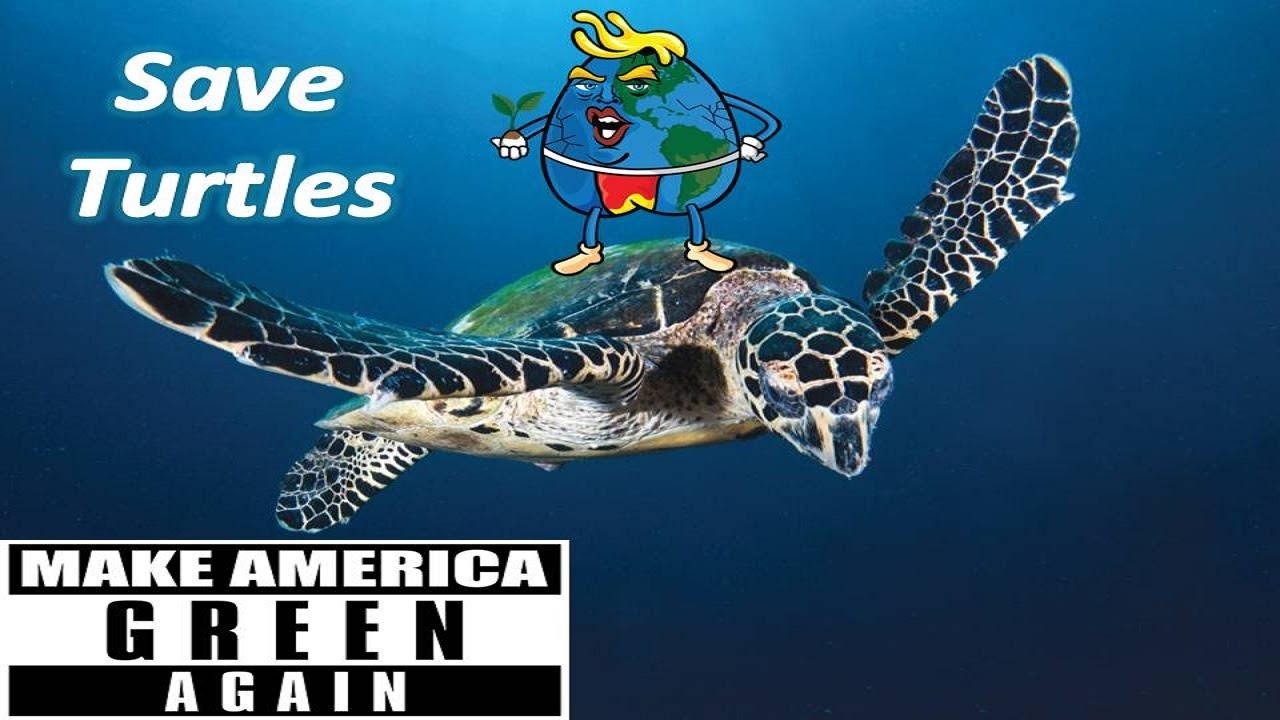 Make America Green Again - Save the Hawksbill Sea Turtle - YouTube