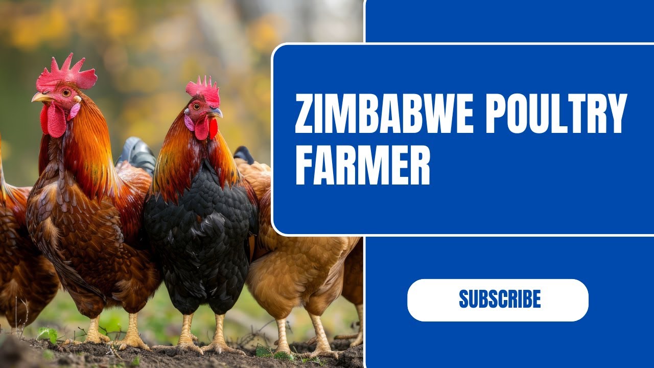 Zimbabwe Poultry Farmer Learn How This One Poultry Farmer Nomore Nhema ...