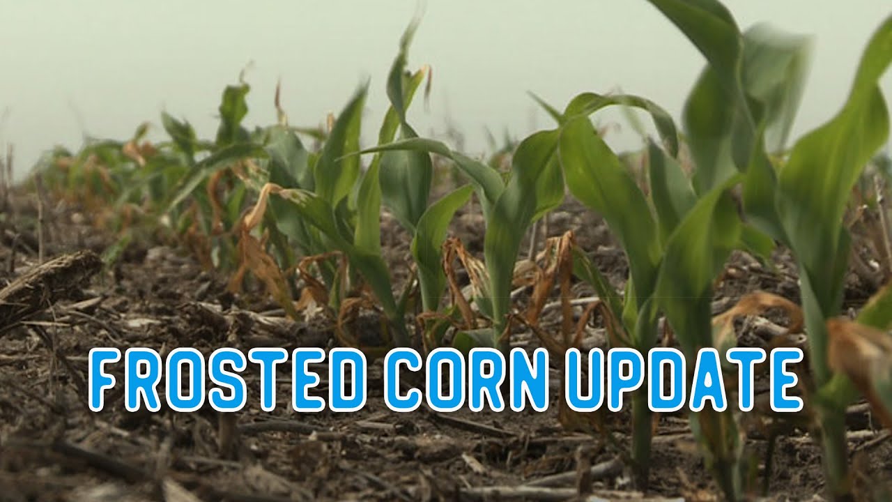 North Louisiana Frosted Corn Update - YouTube