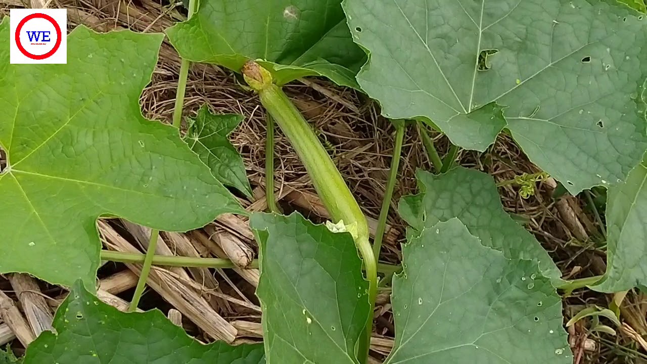 Dhundal। জমিতে ধুন্দল চাষ ধুন্দল। Luffa aegyptiaca। ধুন্দল। ধুঁধুঁল ...