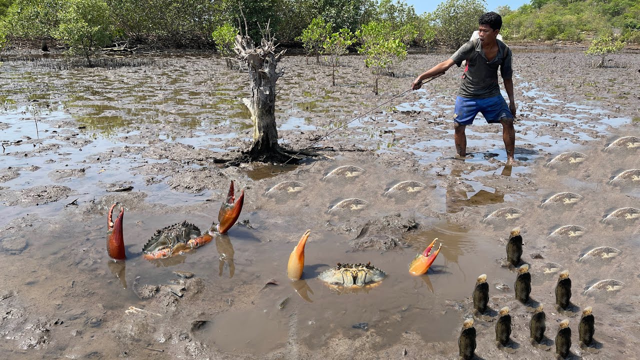 Barehand Catching Giant Mud Crabs In Mangrove Tree - Fishing Unique ...