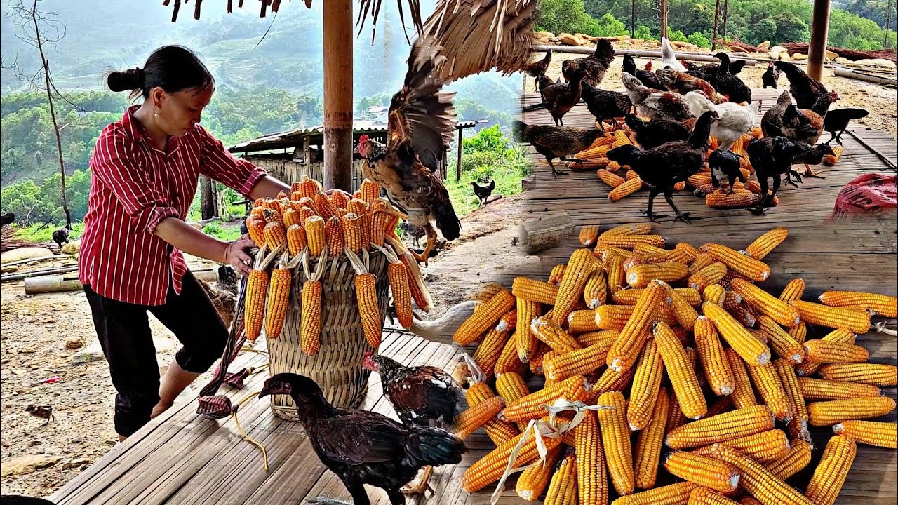 Harvest corn and feed the chickens - YouTube