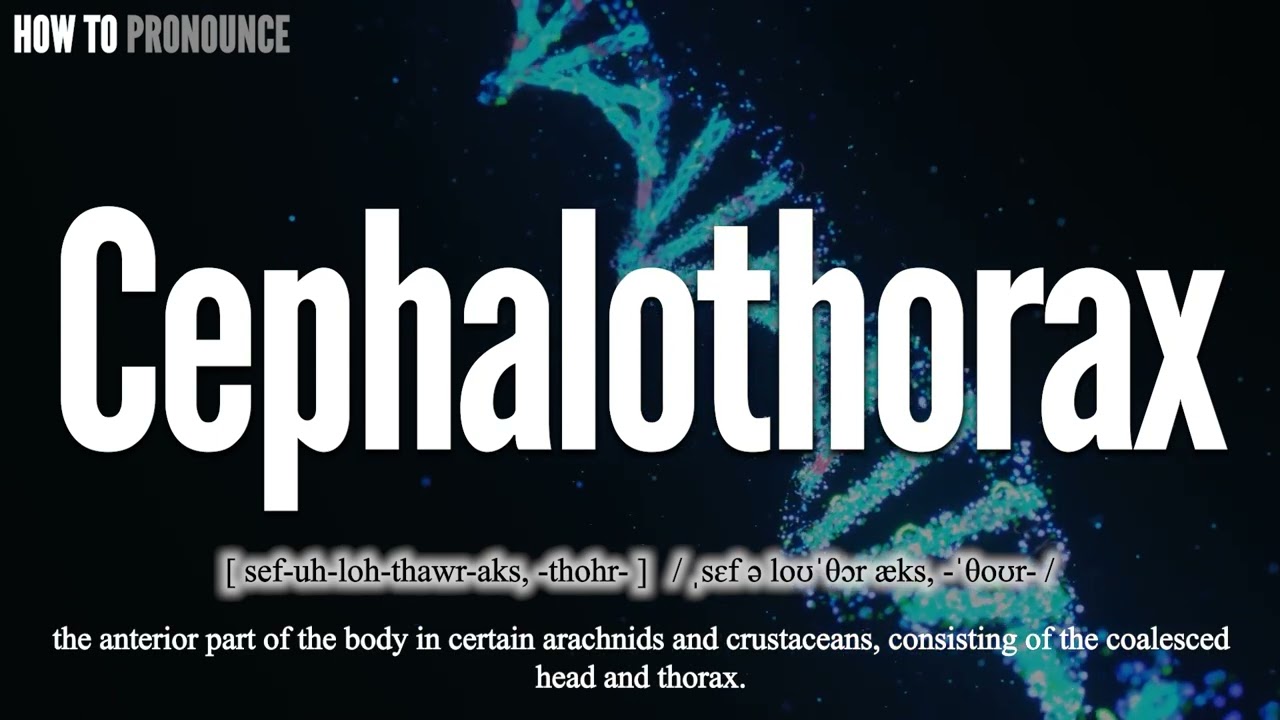 Cephalothorax Pronunciation | How to Pronounce (say) Cephalothorax ...