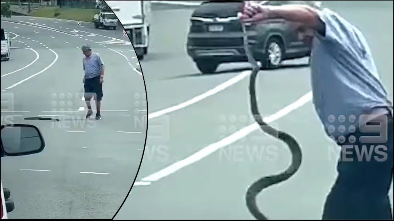 Bus driver stops to remove a massive snake from a busy road - YouTube