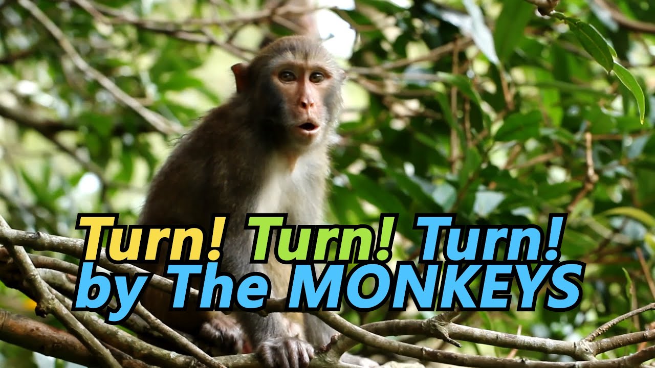 Turn! Turn! Turn! by The MONKEYS - YouTube