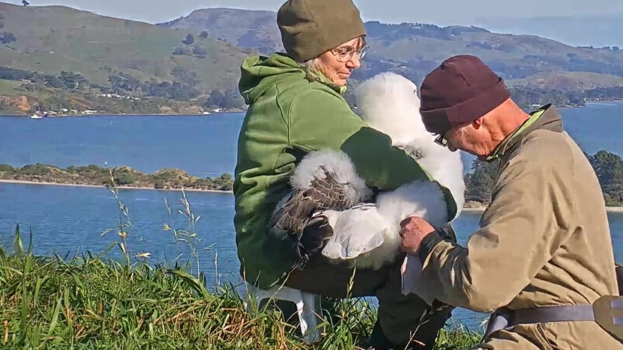 Royal Albatross~🥰Banding Day at Pukekura! D36 darvic band for Manaaki ...