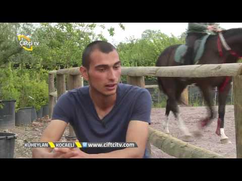 Küheylan - At Biniciliği Eğitimi Nasıl Verilir?