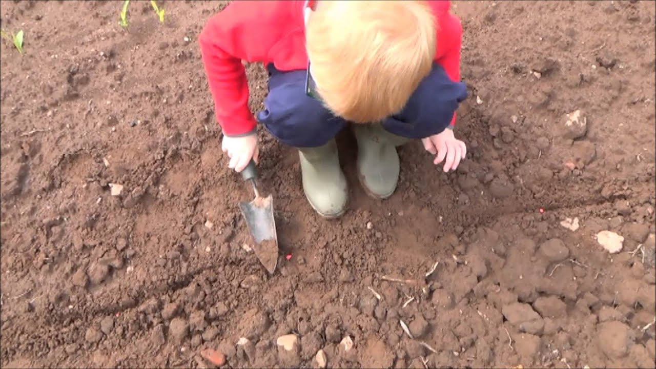 planting maize seed in the field with the boys - YouTube