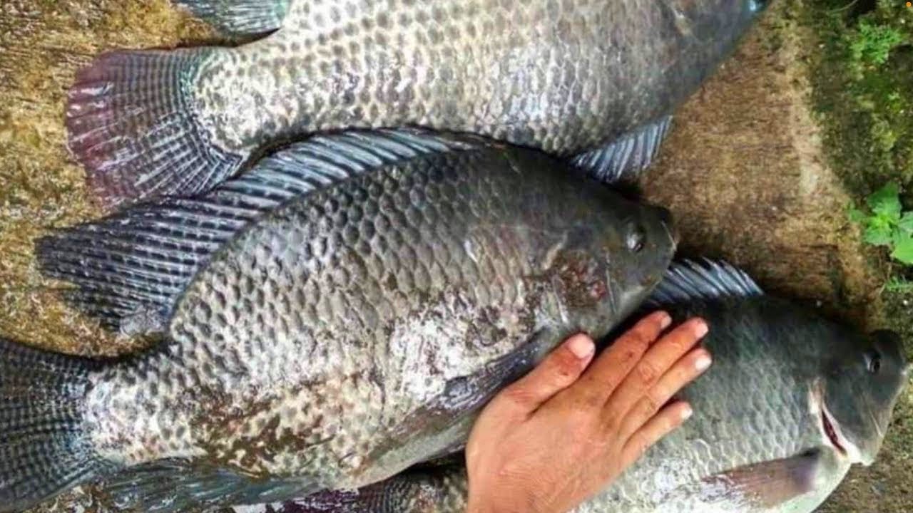 Incredible Fishing! 🤩 Big Eel Fishing & Tilapia Fishing in Unexpected ...