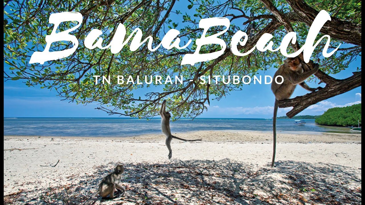 PANTAI BAMA - TN BALURAN SITUBONDO - YouTube