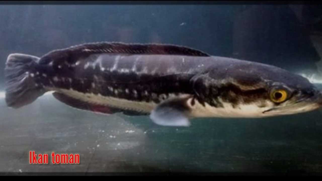 KASIH MAKAN IKAN TOMAN MENGGUNAKAN IKAN WADER DI AQUARIUM - YouTube