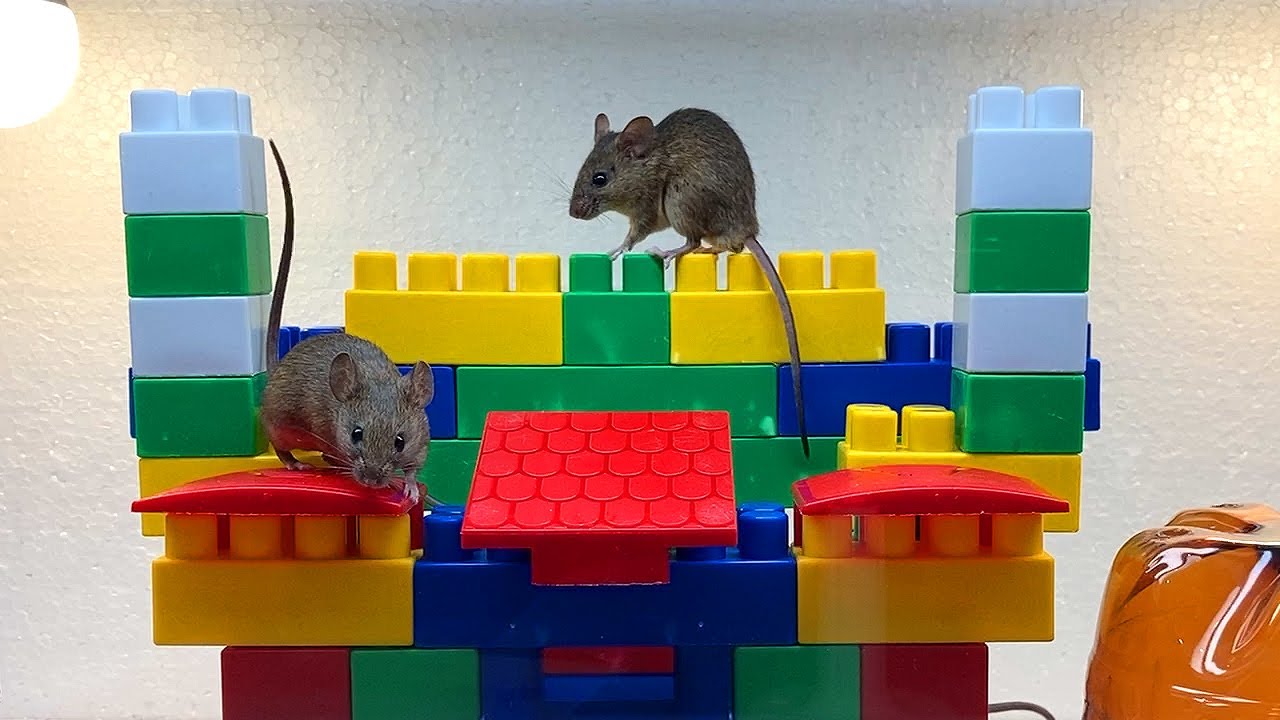 Day 171 – Castle For Mice From Lego (Part 5/5) | Watching Mice ...