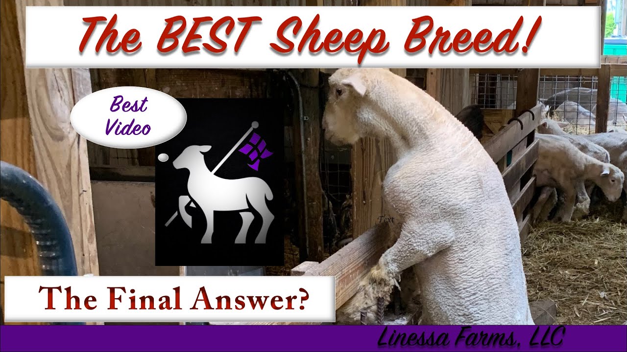 The Perfect Sheep Breed!? - YouTube