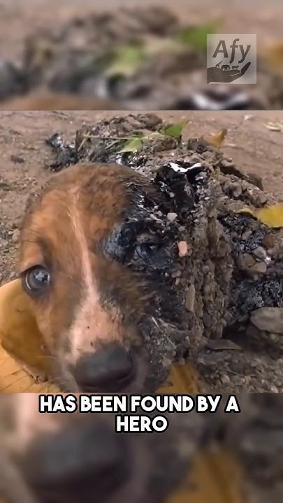 This adorable puppy was saved by some heroes! #dog - YouTube