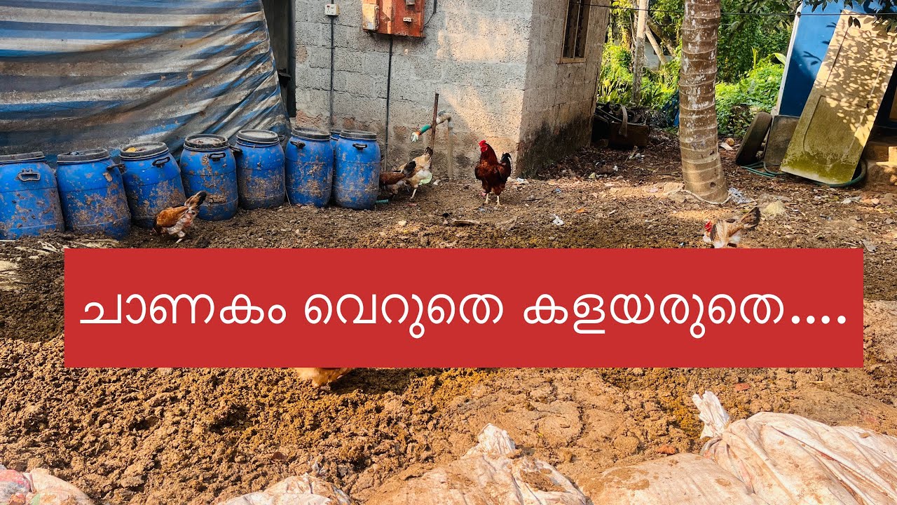 ചാണകം വെറുതെ കളയരുതെ/ chanakam unakkan easy/my dairy farm#foodyfarmer # ...