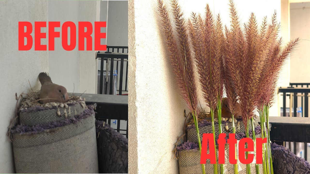 How to Build Bird Nest Protection | I Built Bird Nest's Natural Cover ...