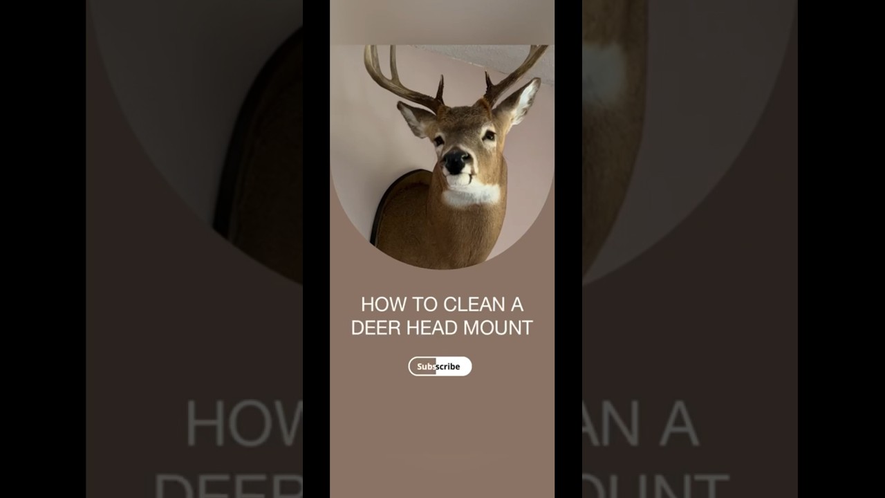 HOW TO QUICKLY CLEAN A DEER HEAD MOUNT taxidermy deer deerhunting HOW TO QUICKLY CLEAN A DEER HEAD MOUNT taxidermy deer deerhunting