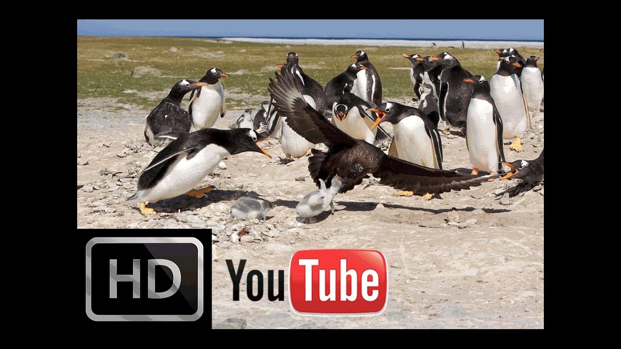 Wild Skua attacking to Little Penguin - Amazing Wildlife Attack Vahşi ...