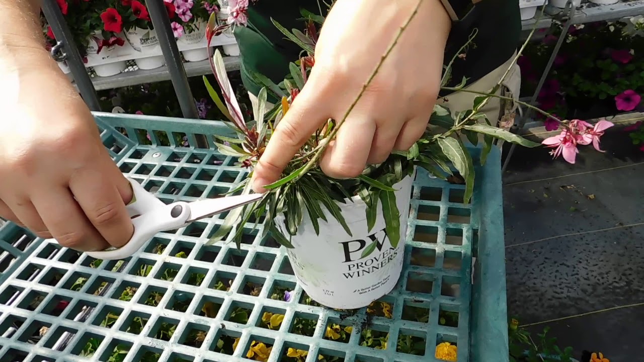 Caring for Guara Flowers - YouTube