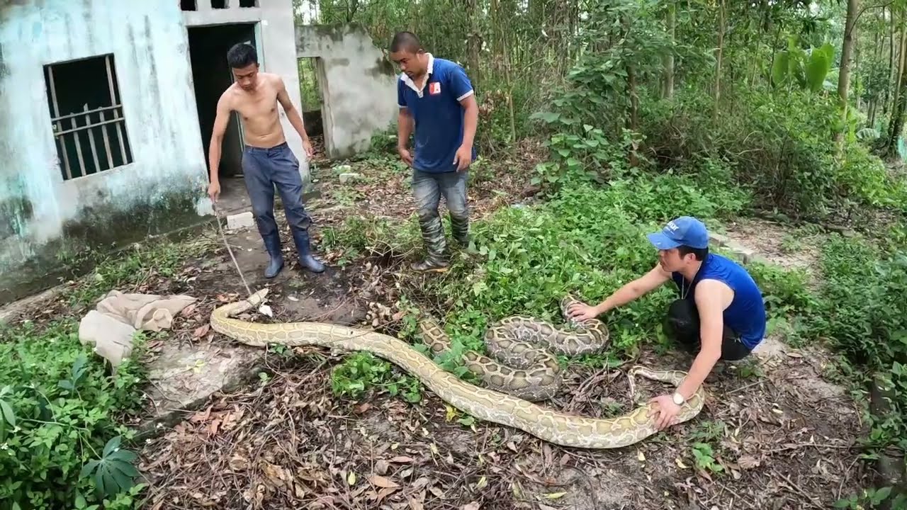 3 Hunters Defeat 2 Giant Pythons | King Crocodile VLogs - YouTube
