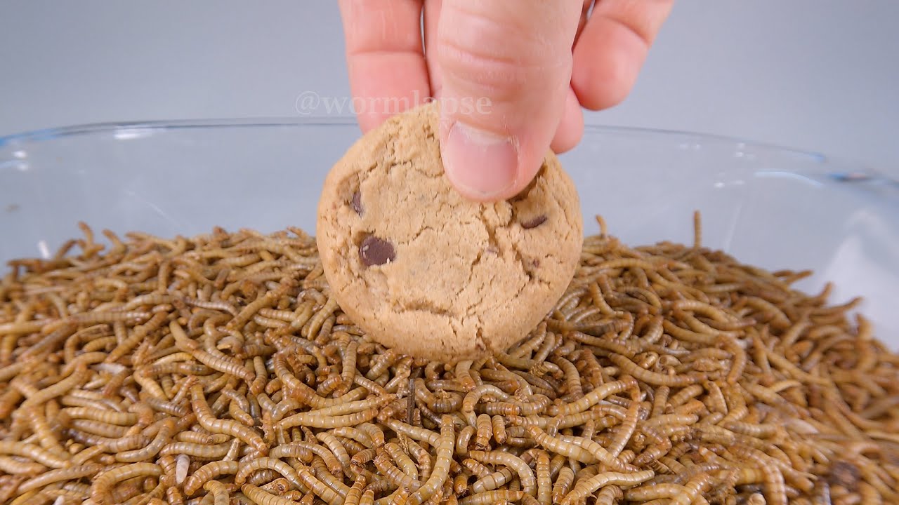 10 000 Mealworms vs COOKIE Time-lapse - YouTube