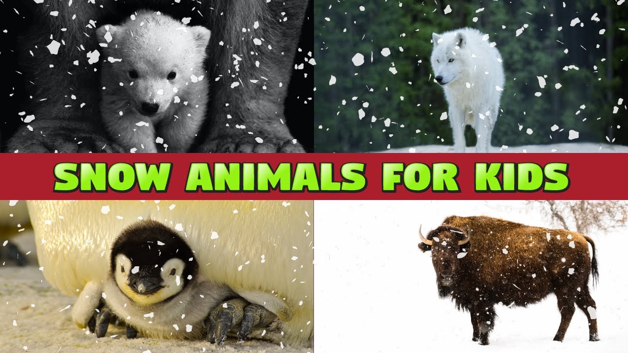 SNOW ANIMALS FOR KIDS - LEARN FUN AND COOL SNOW ANIMALS - YouTube