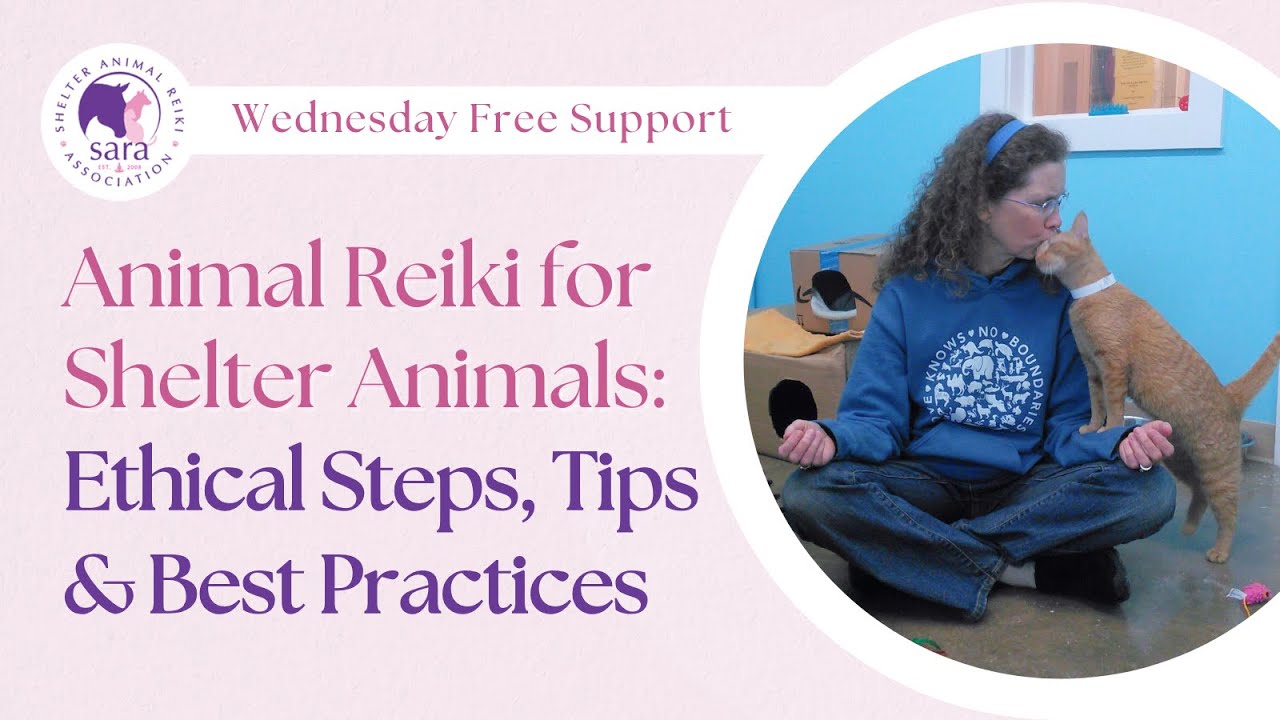 Animal Reiki for Shelter Animals: Ethical Steps, Tips & Best Practices ...
