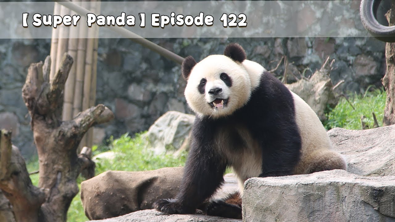 【Super Panda】Episode 122 | iPanda - YouTube