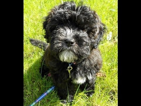 Our Cockapoo puppy at 5 months - YouTube