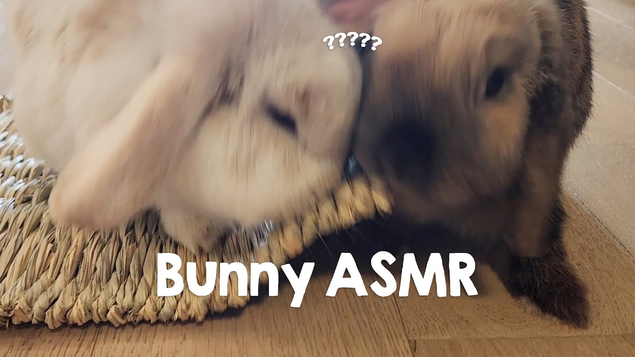 Asmr bunny: фотографии в высоком качестве