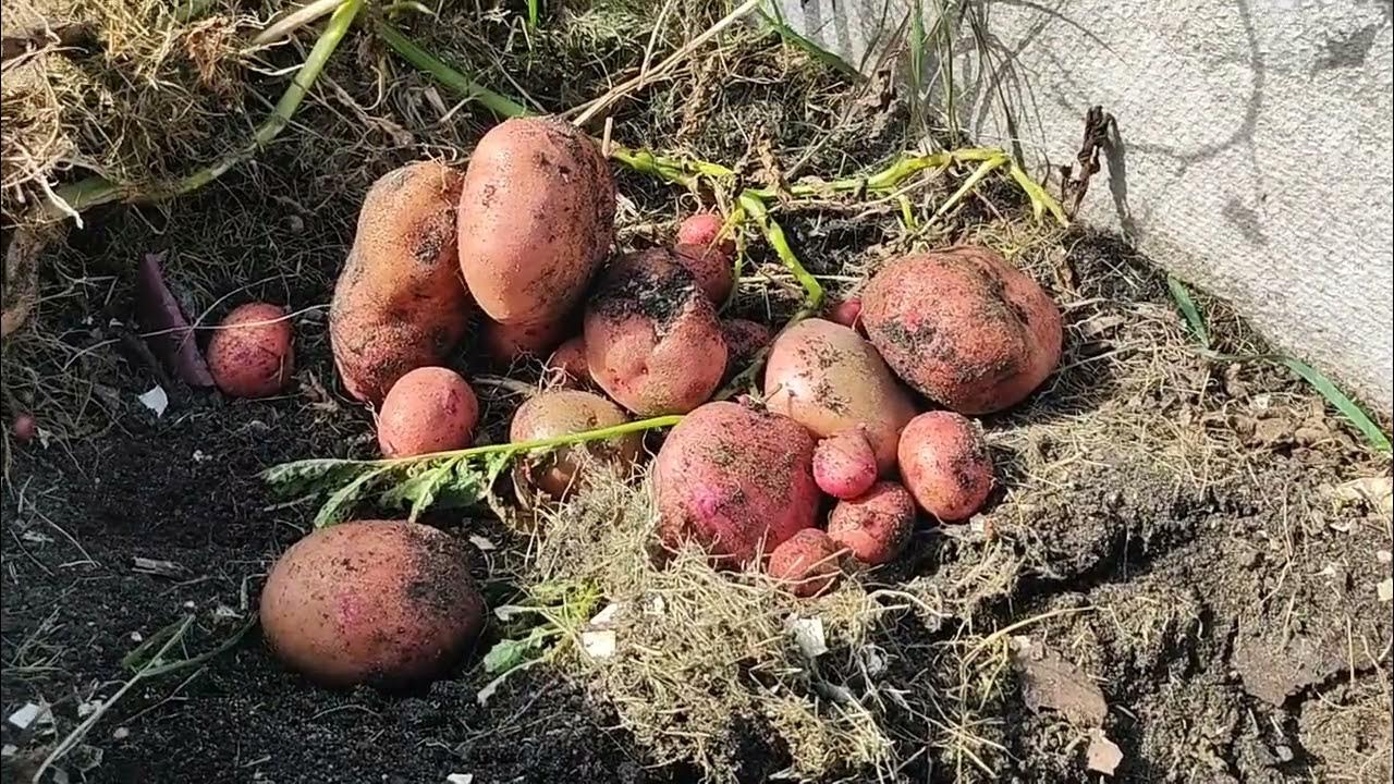 поздний сорт картофеля #дела #домашние # убираю#цыплята .... - YouTube