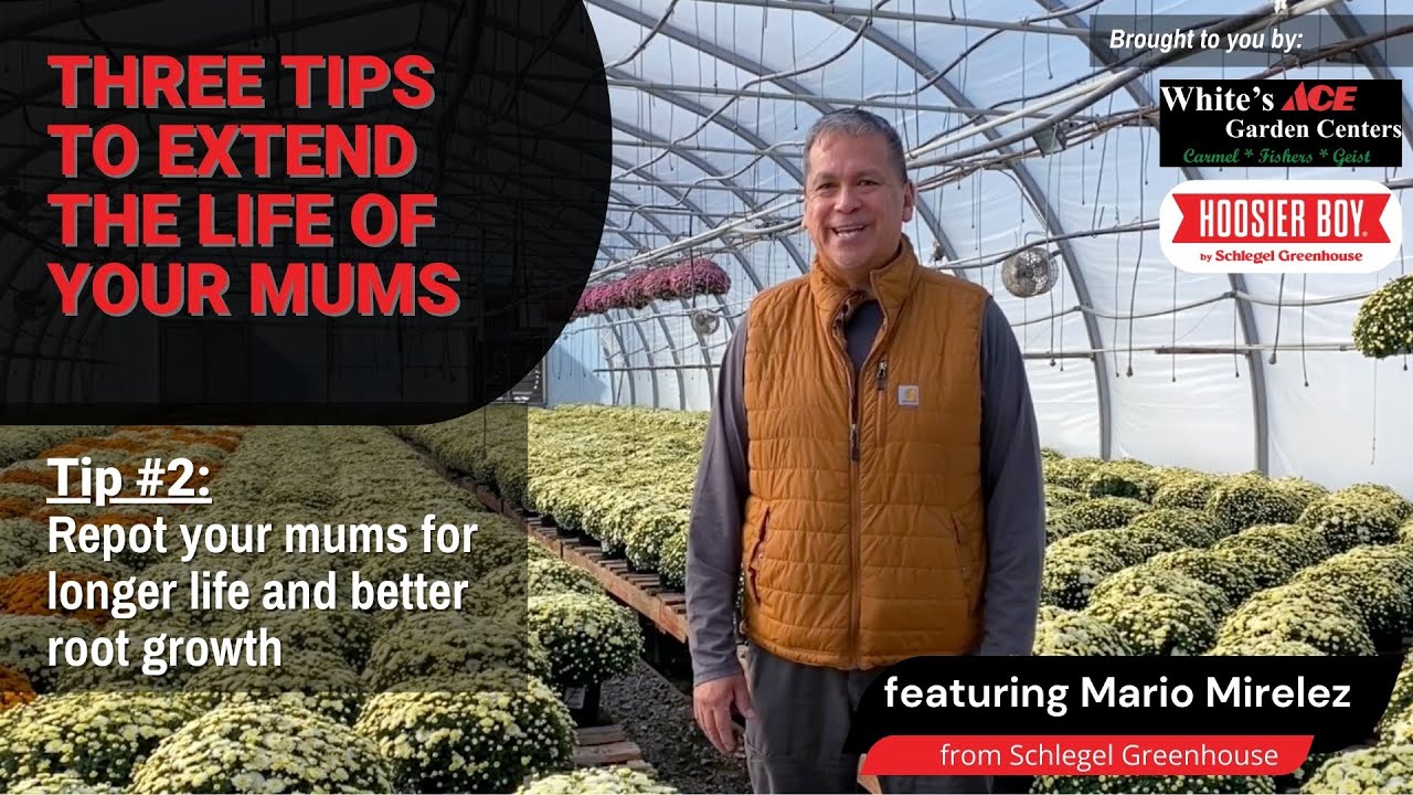 Repot your mums for longer life and better root growth - YouTube