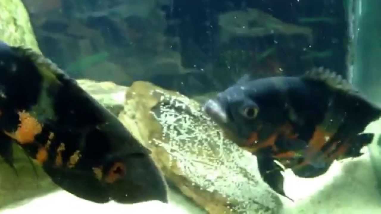 Oscar's laying eggs! Oscar laided eggs and male fertilized! Amazing ...