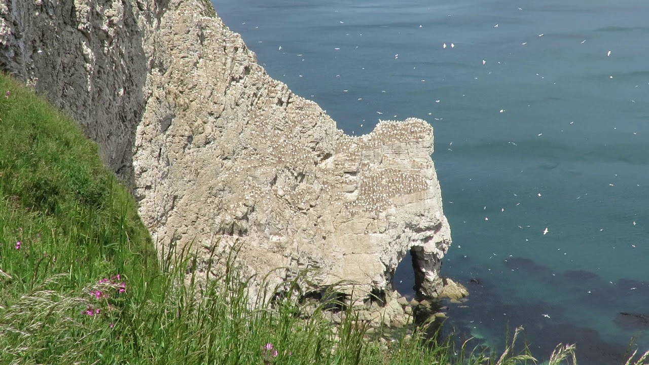 200622 Bempton Cliff Bird Sanctuary, England - YouTube